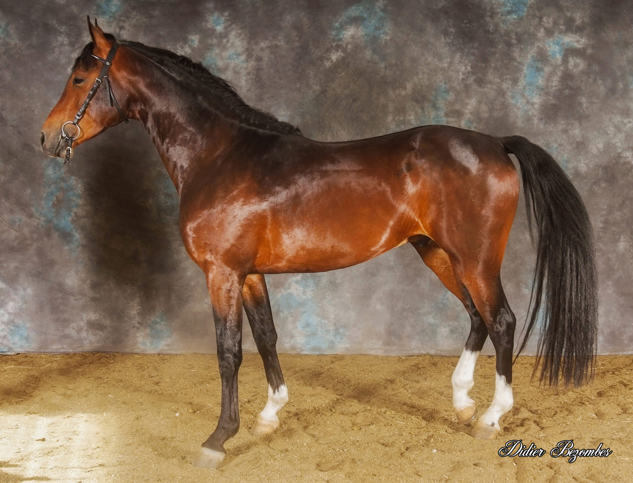 EQUESTRE - photographe de mariages portraits Rodez Aveyron